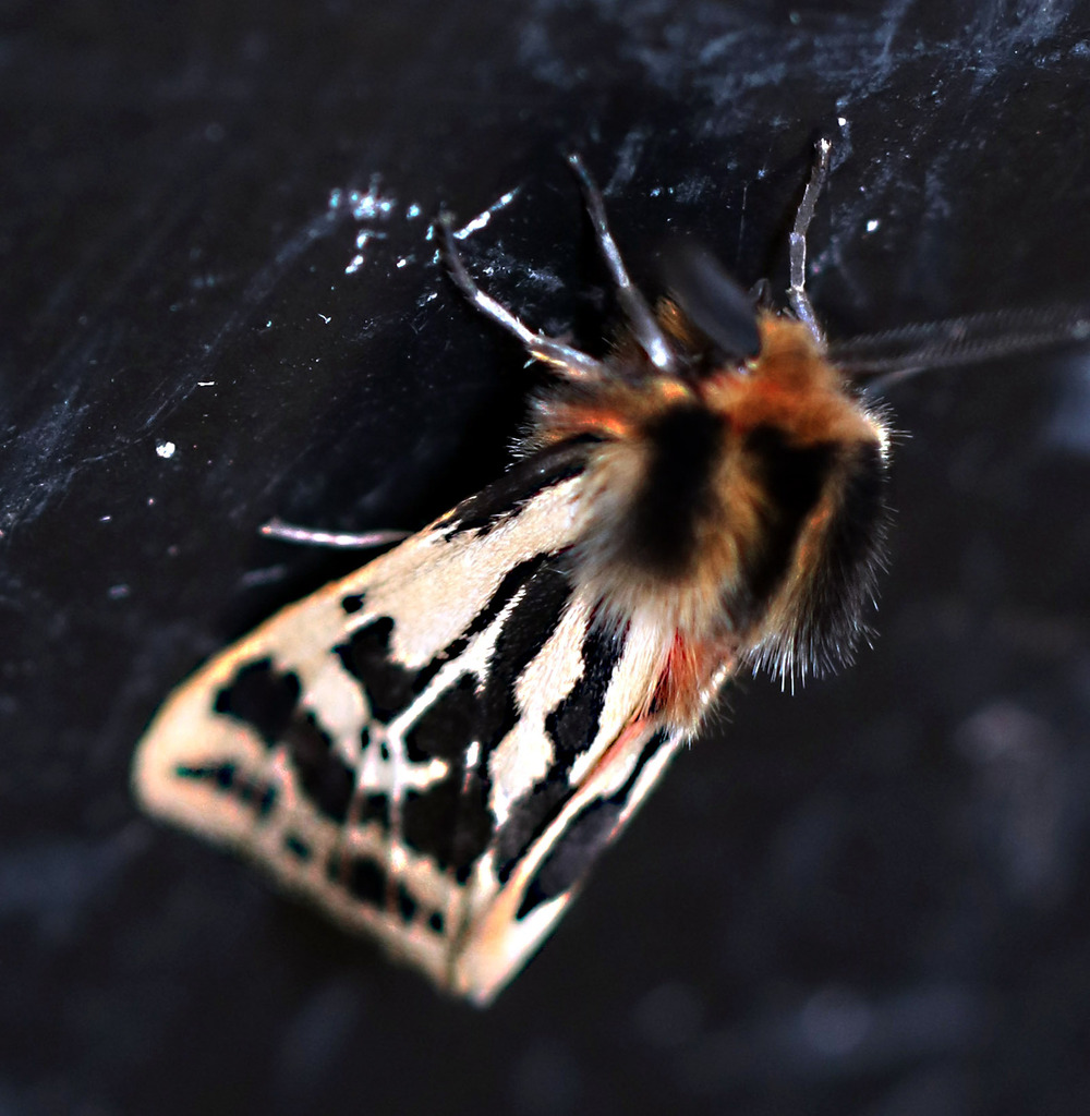 Crimson Tiger Moth in September 2022 by juliegraham173 · iNaturalist