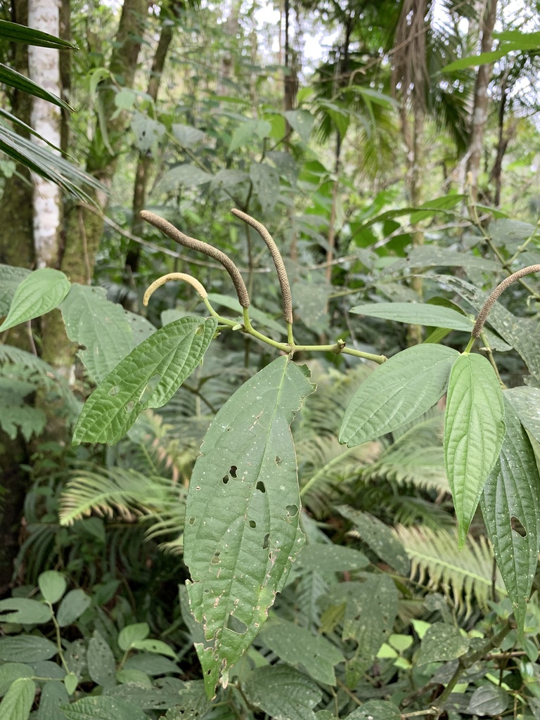 (Piper mosenii) - Botanical Realm