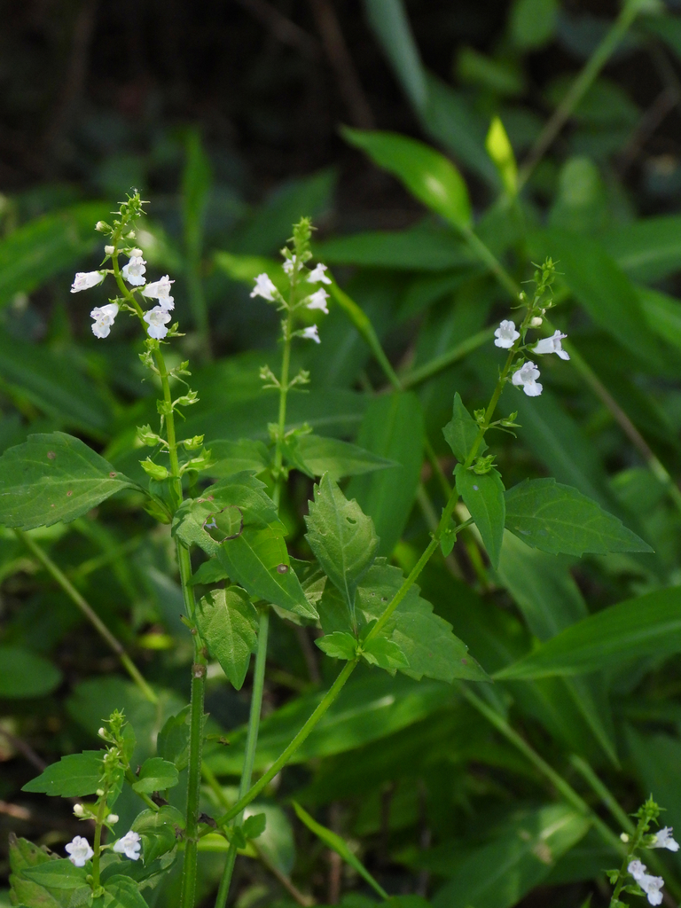 Mosla scabra from Laoshan District, Qingdao, Shandong, China on ...