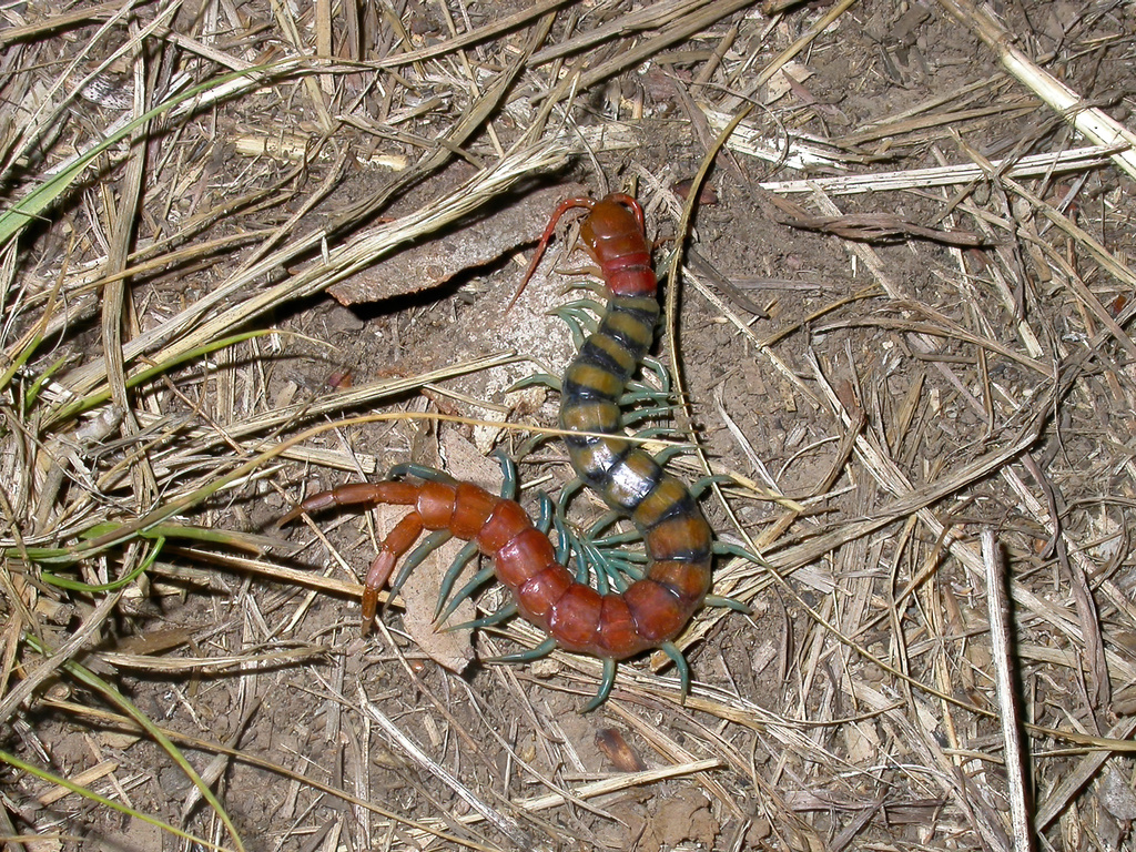Red-headed Centipede from Kakadu NT 0822, Australia on October 8, 2013 ...