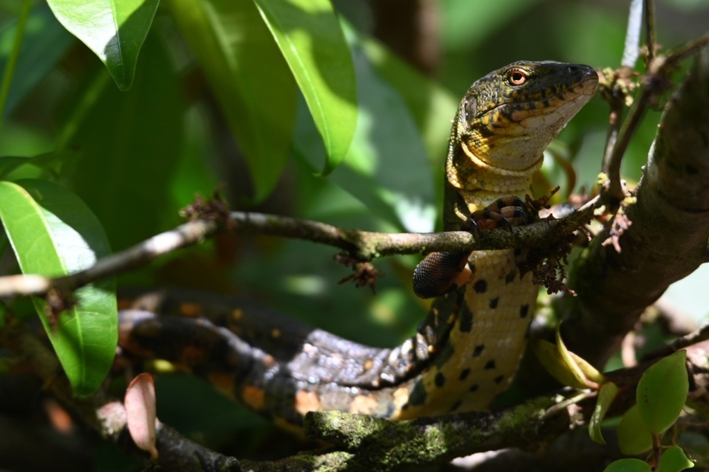 Crocodilurus amazonicus (Especies de Reptiles del Meta, Colombia ...