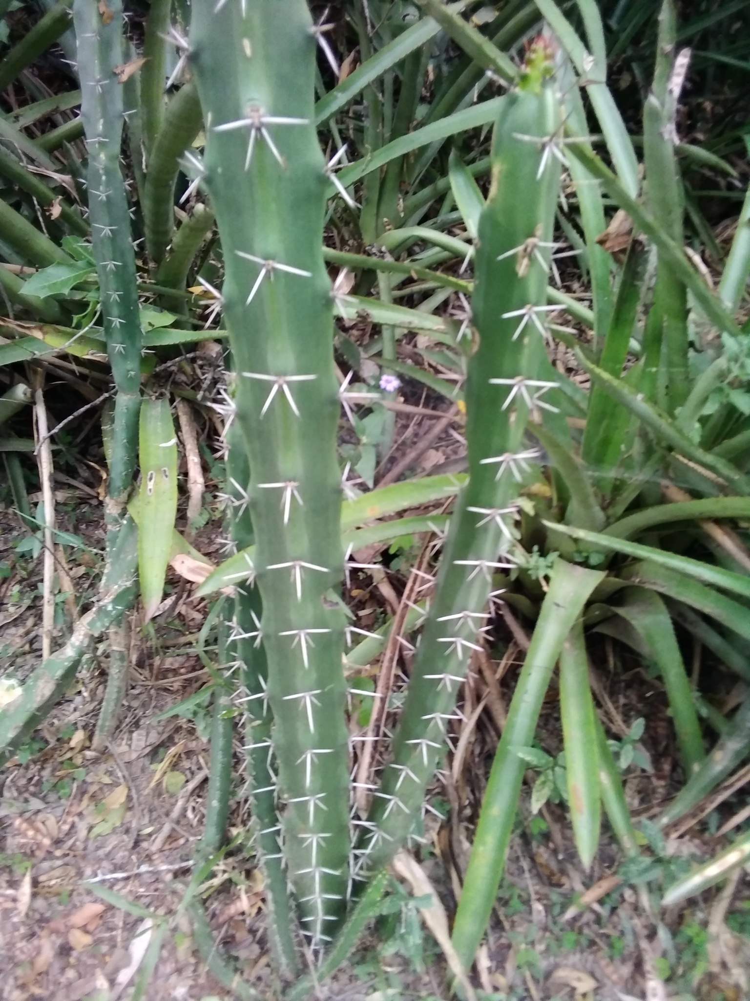 Harrisia bonplandii (Parm.) Britton & Rose
