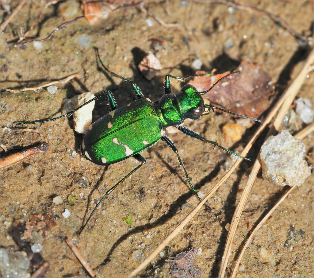Northern Barrens Tiger Beetle in September 2022 by Denise Williams ...