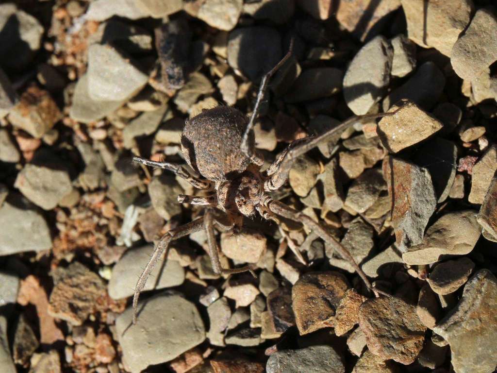 Long-spinneret Ground Spiders from Farm Kyffhäuser, Maltahöhe District ...