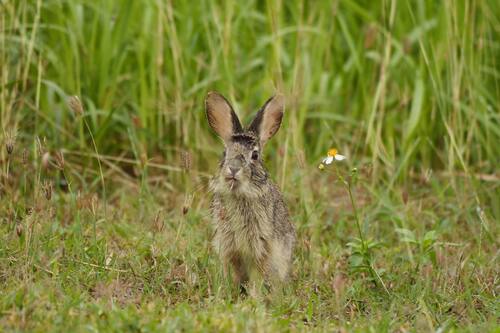 Subgénero Sinolagus · NaturaLista Colombia