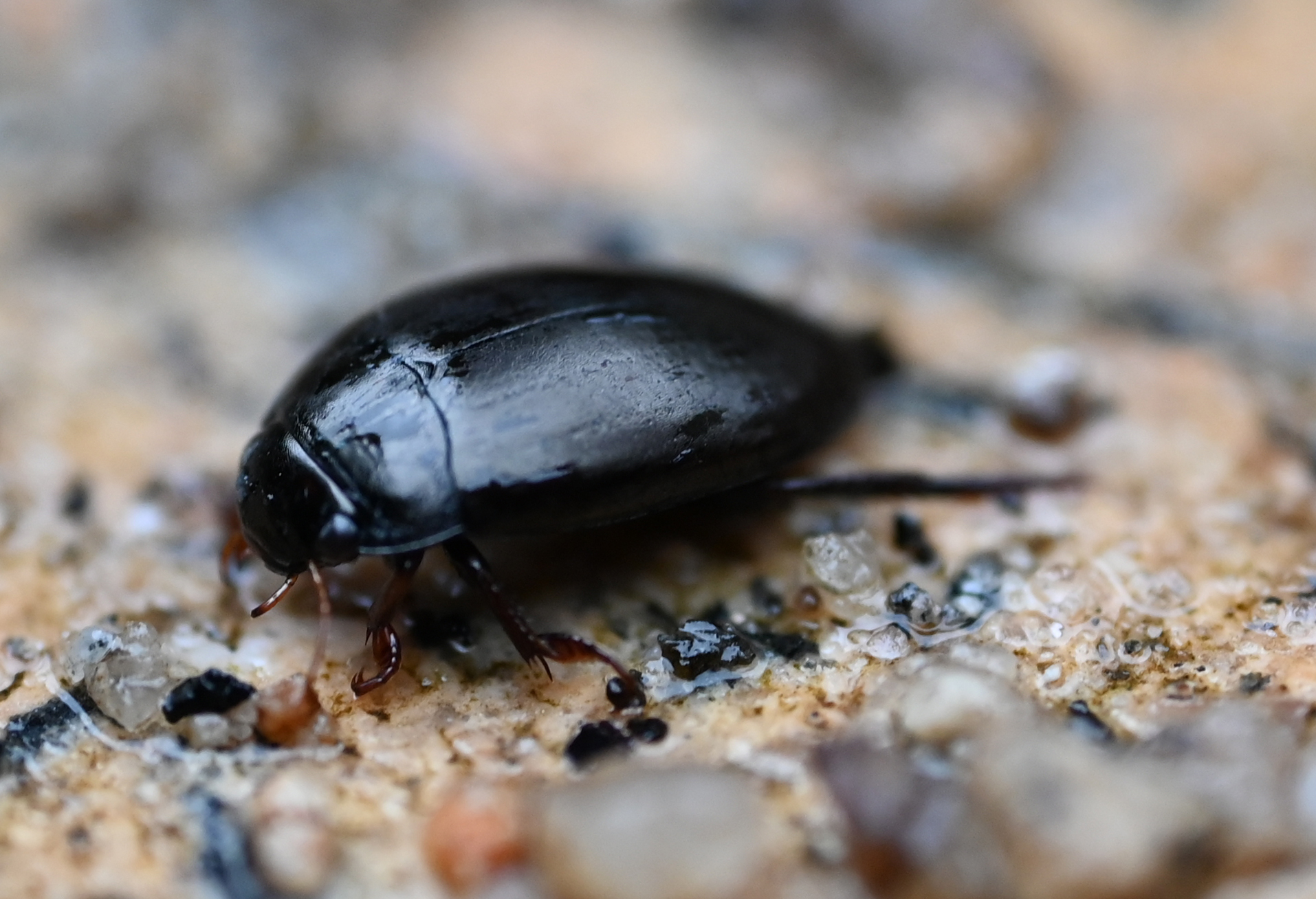 Agabus bipustulatus (Linnaeus, 1767)