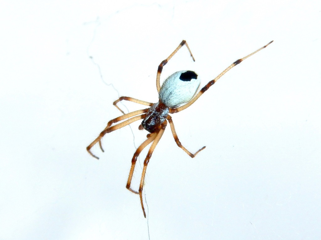 Diguetia signata in September 2022 by William Mason · iNaturalist