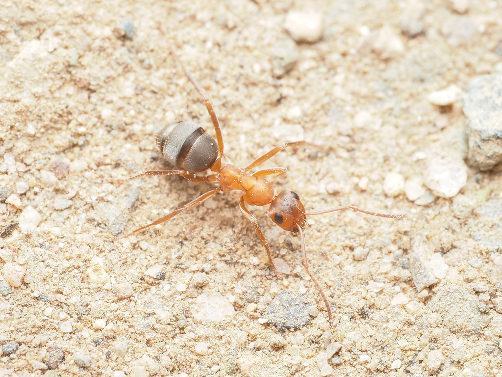 fusca-group Field Ants from American River Parkway, Sacramento ...