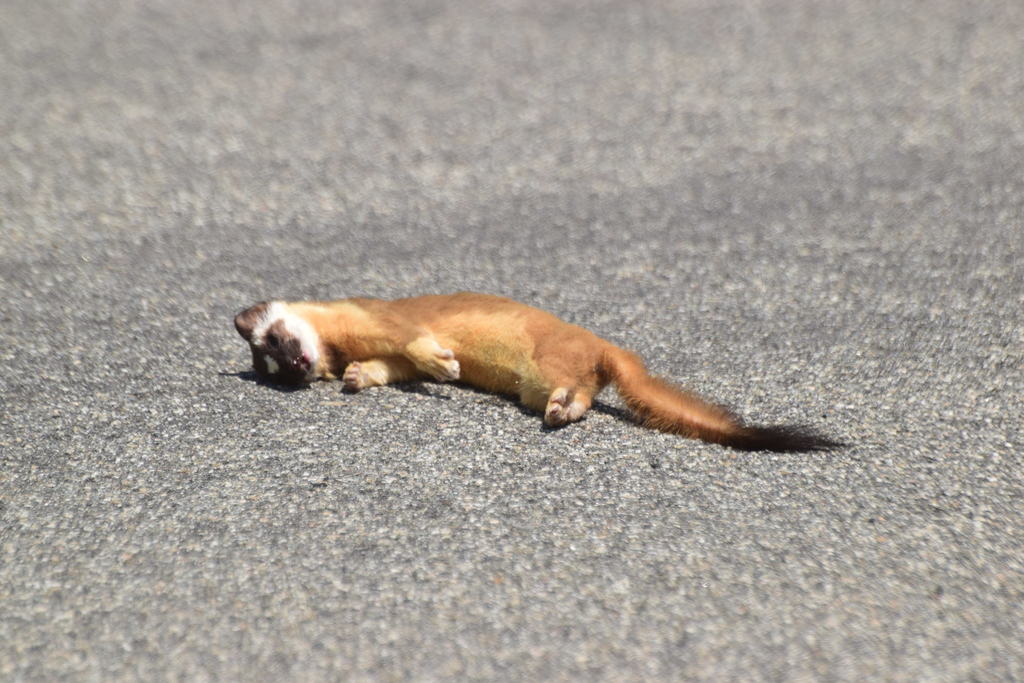 Long-tailed Weasel from Lompoc; Santa Barbara County, California on ...
