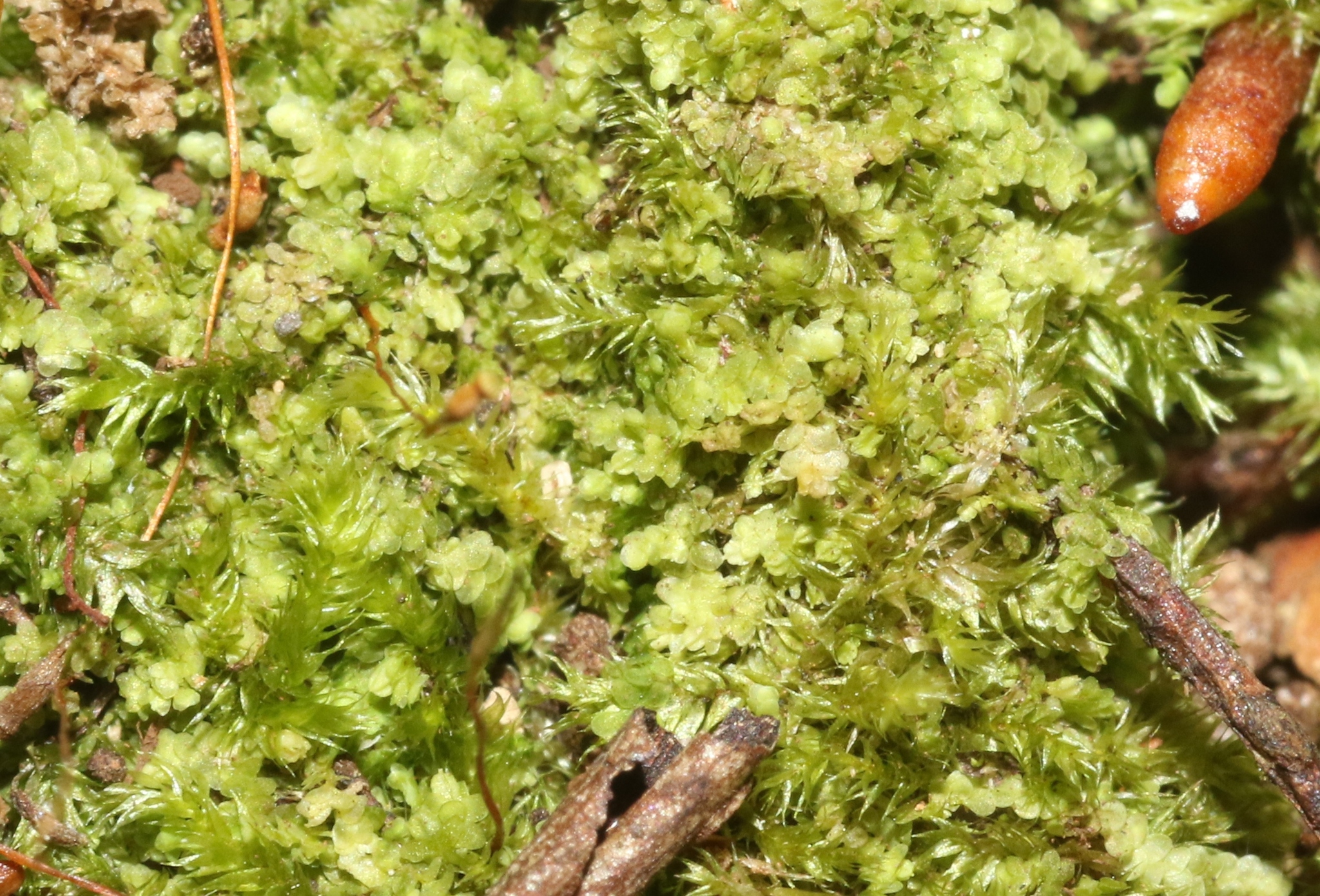 Lejeunea flava (Sw.) Nees