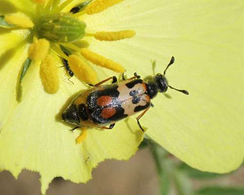 Hycleus deserticola · iNaturalist United Kingdom
