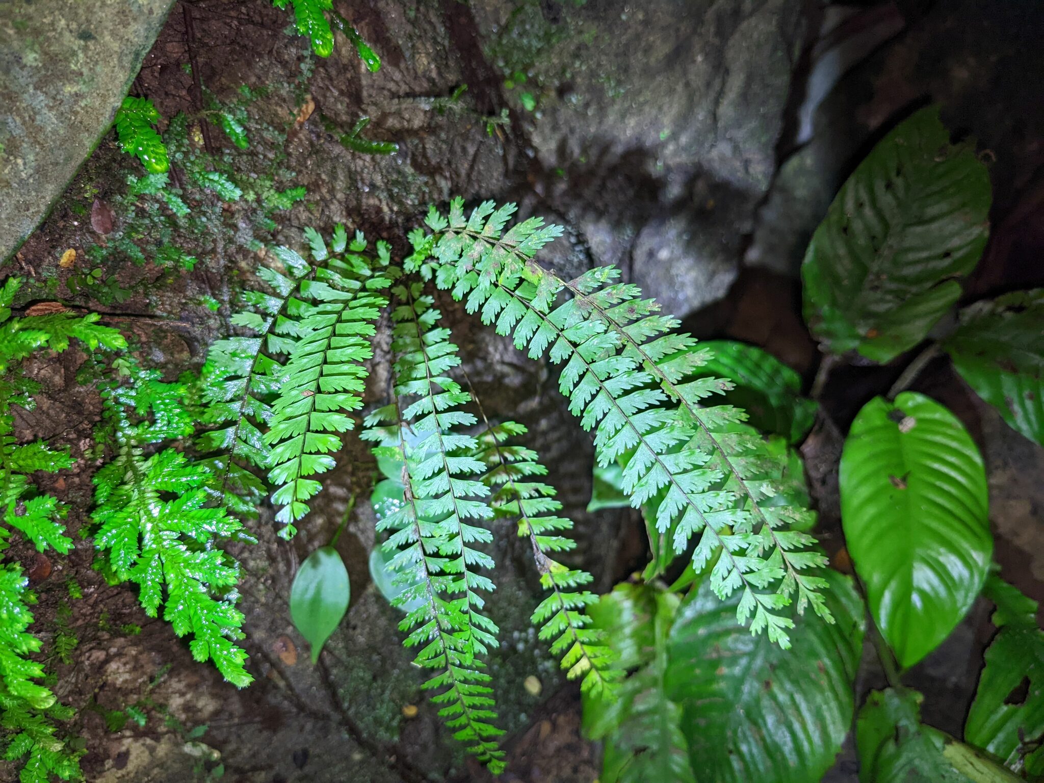 Asplenium formosum Willd.