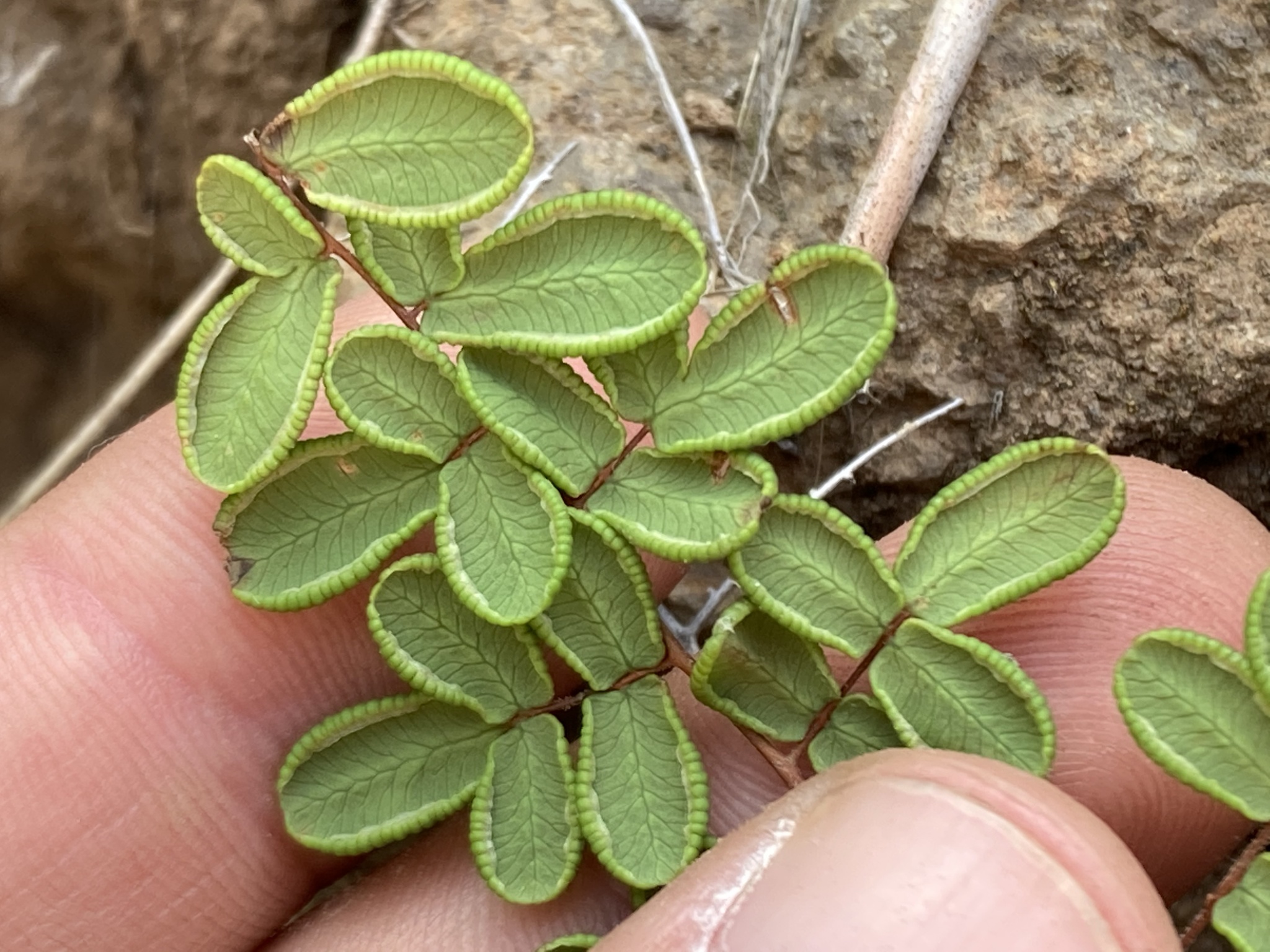 Pellaea andromedifolia var. pubescens D.C.Eaton