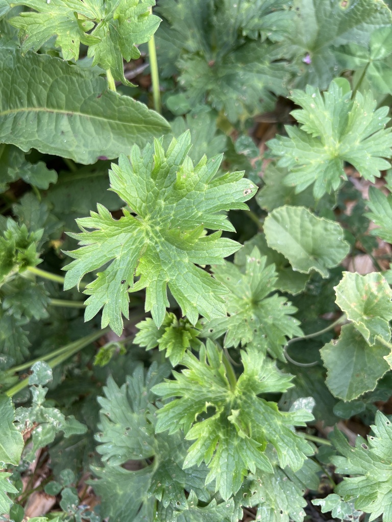 Creeping buttercup from Mt Baker Hwy, Deming, WA, US on September 13 ...