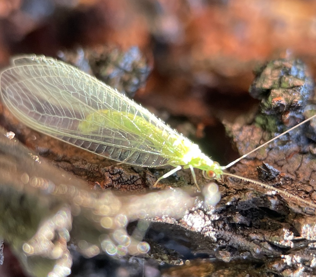 Mallada signatus from Boundary Tk E, Frankston South, VIC, AU on ...