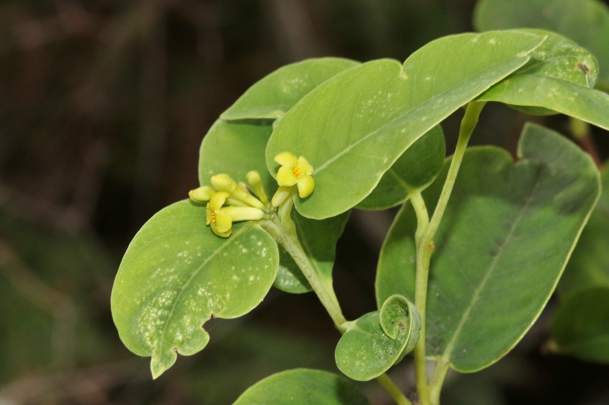 Wikstroemia oahuensis (A.Gray) Rock