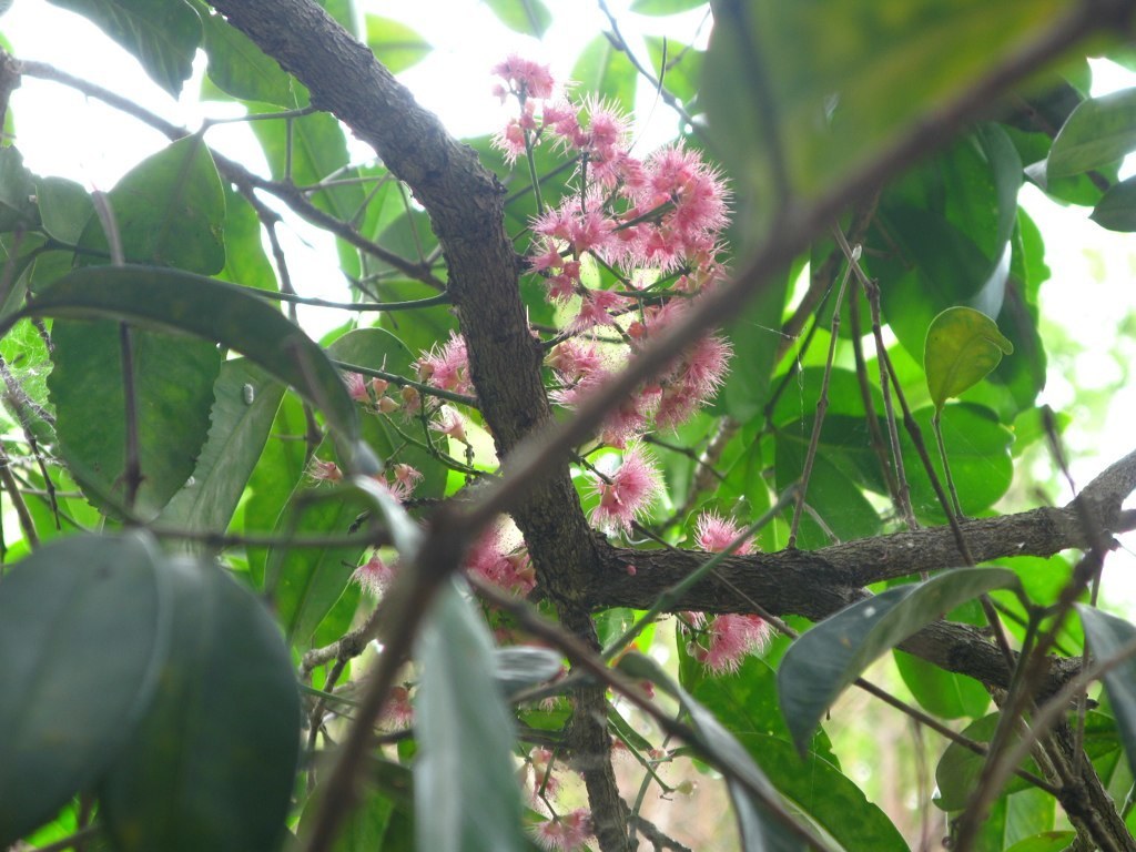 Coolamon Tree (Syzygium moorei) - Botanical Realm