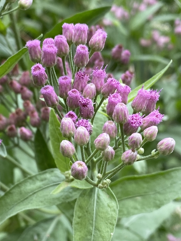 marsh fleabane from Wetlands Park Friends, Las Vegas, NV, US on ...
