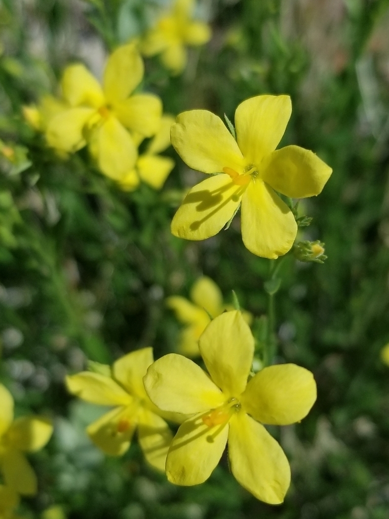 rough menodora from El Paso, TX 79904, USA on September 13, 2022 at 10: ...