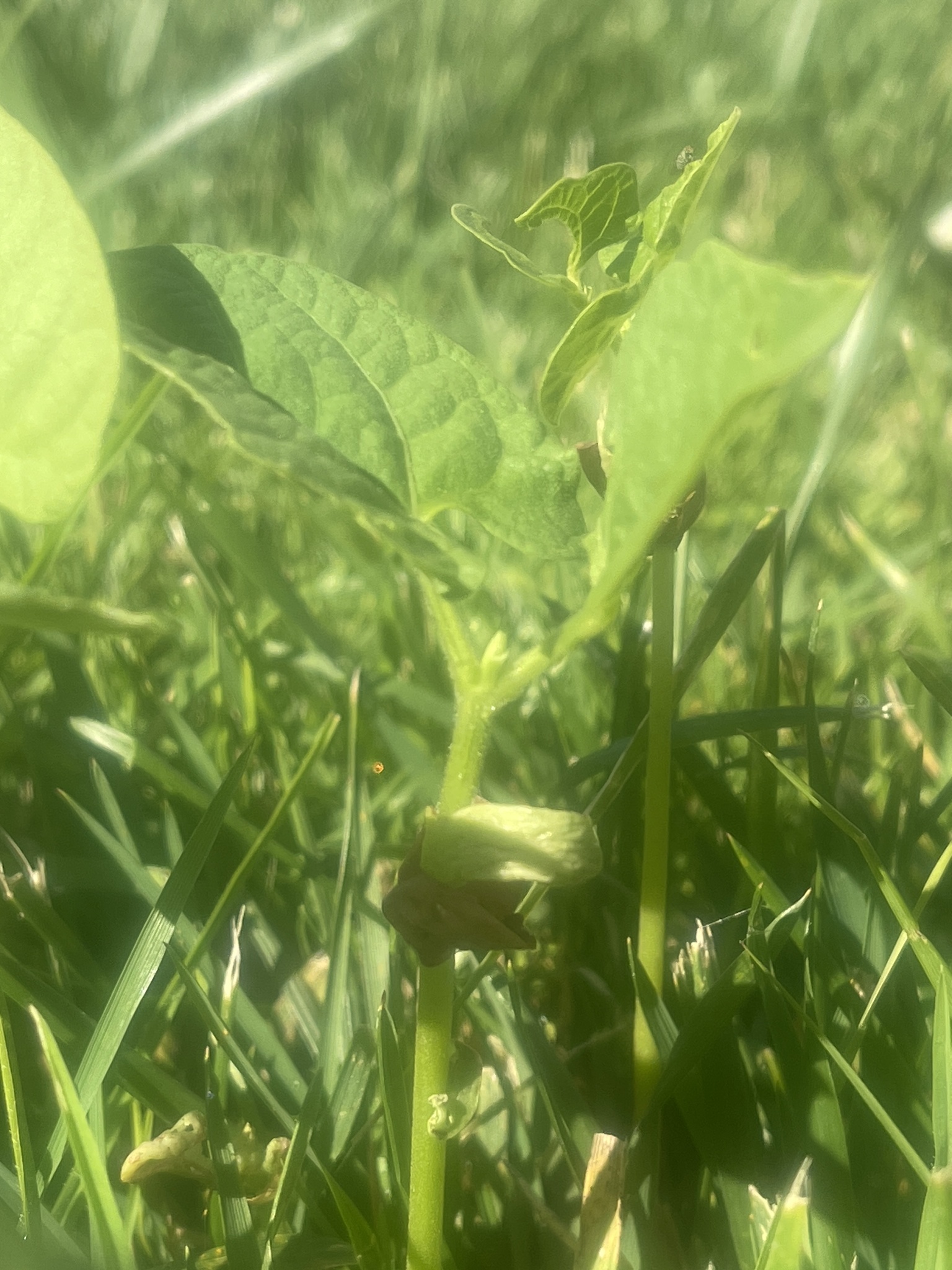 Phaseolus vulgaris L.