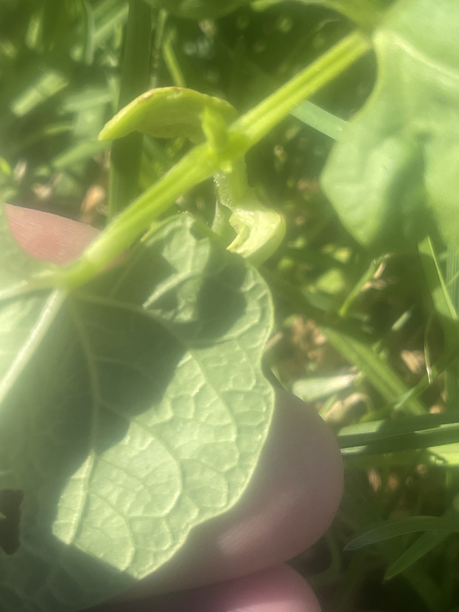 Phaseolus vulgaris L.