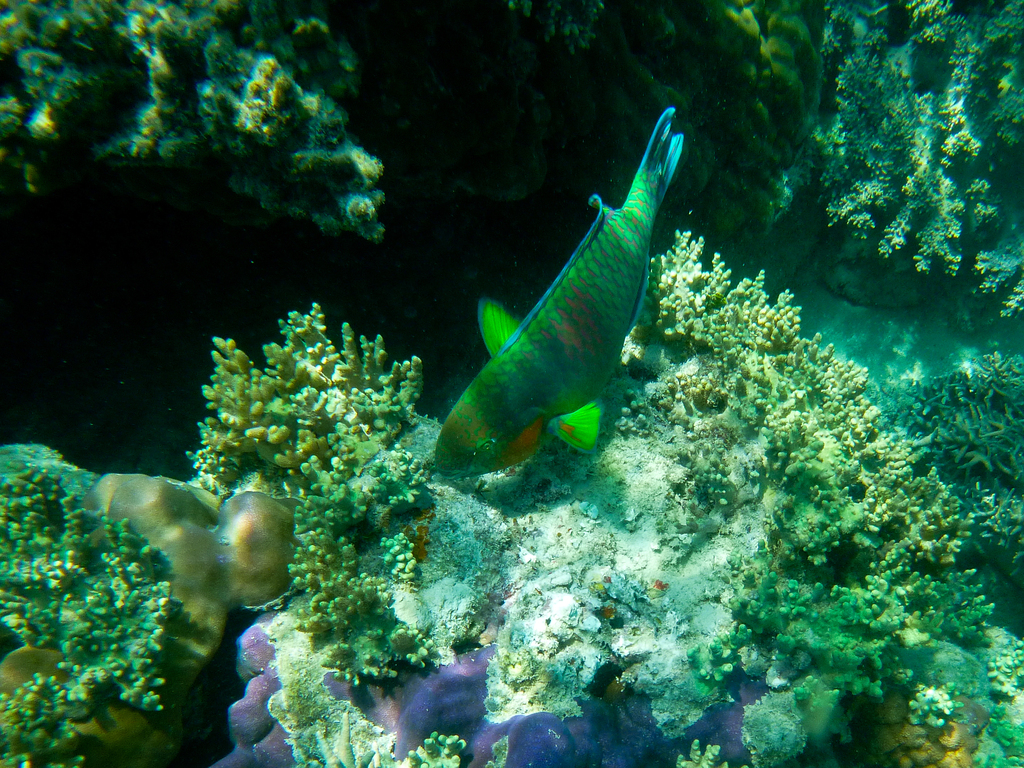 Surf Parrotfish from Douglas, QLD, Australia on October 15, 2013 at 12: ...