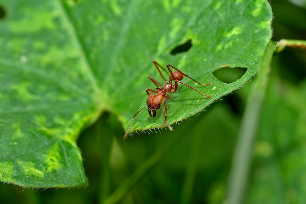 Hairy-headed leafcutter ant from Provincia de Alajuela, San Pedro de ...
