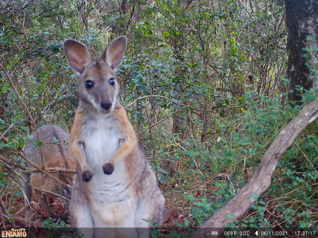 Black-striped Wallaby from Dwyers Scrub on September 10, 2022 at 05:27 ...