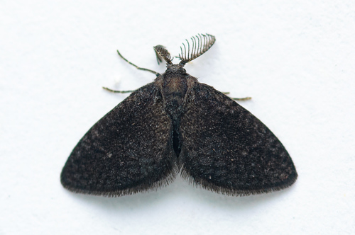 Planthopper Parasite Moths (Family Epipyropidae) · iNaturalist