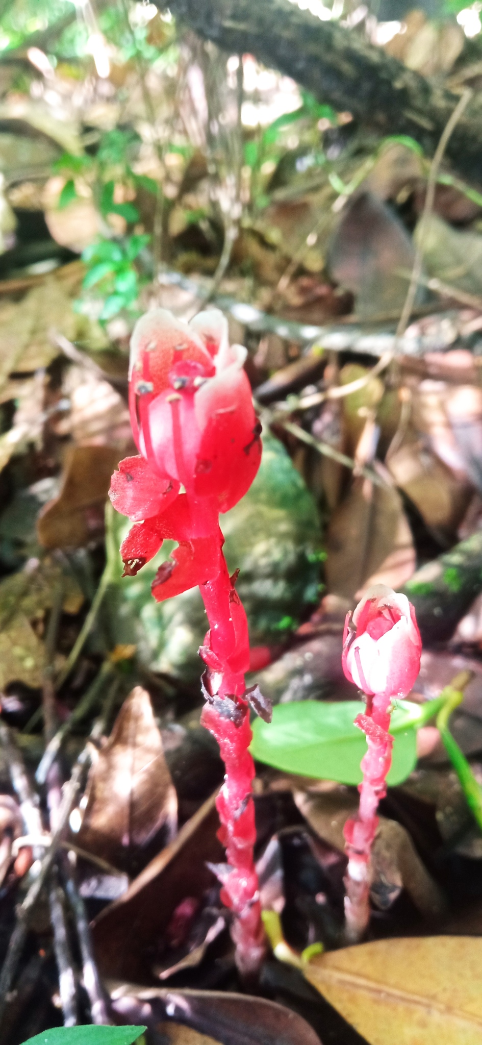 Monotropa coccinea Zucc.