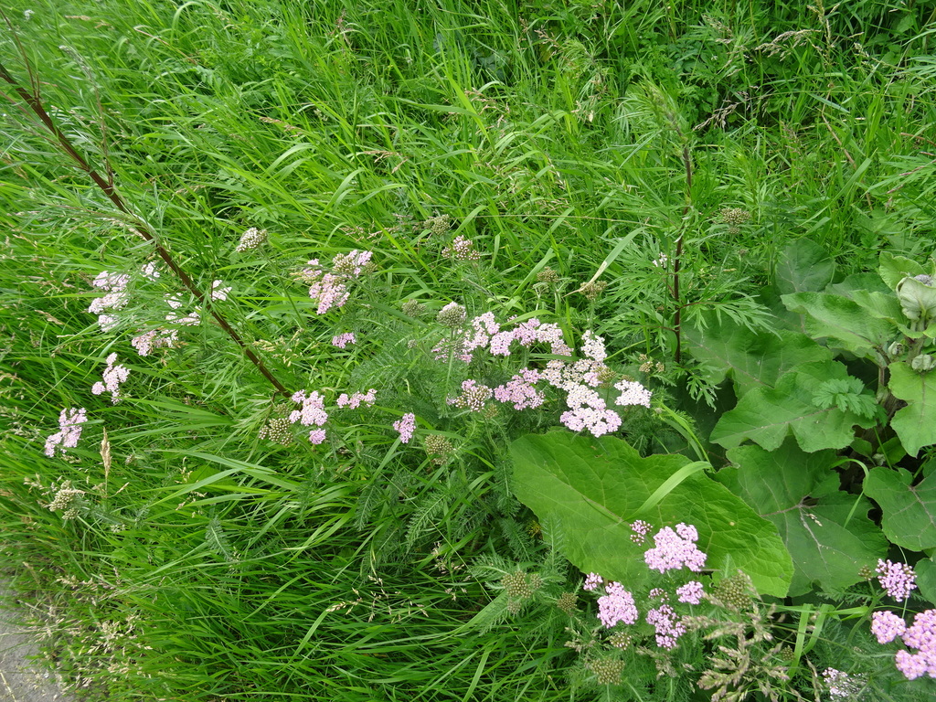 Asian Yarrow from Тугулым, Свердловская обл., Россия on July 2, 2022 at 11:09 AM by Igor Kuzmin ...