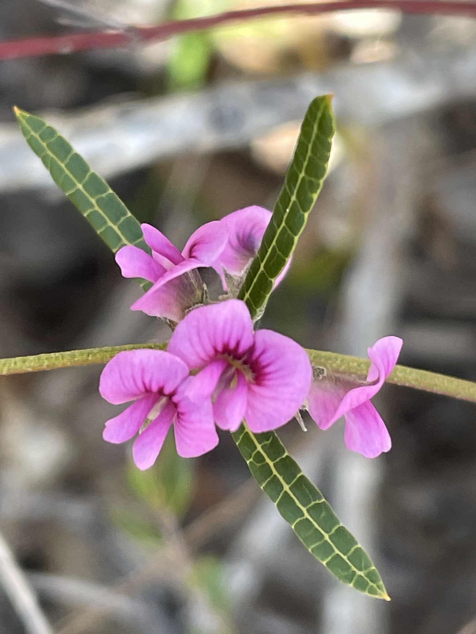 Mirbelia rubiifolia (Andrews) G.Don