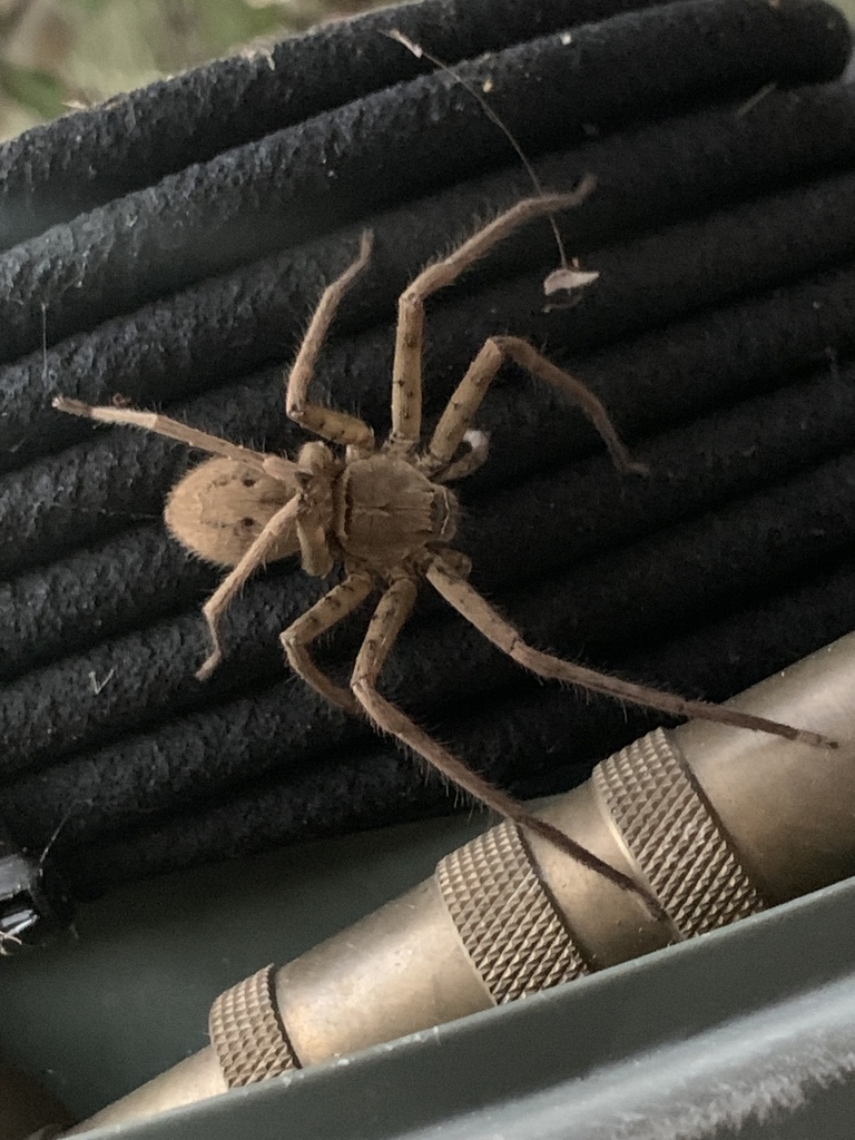 Pantropical Huntsman Spider from Oʻahu, East Honolulu, HI, US on ...