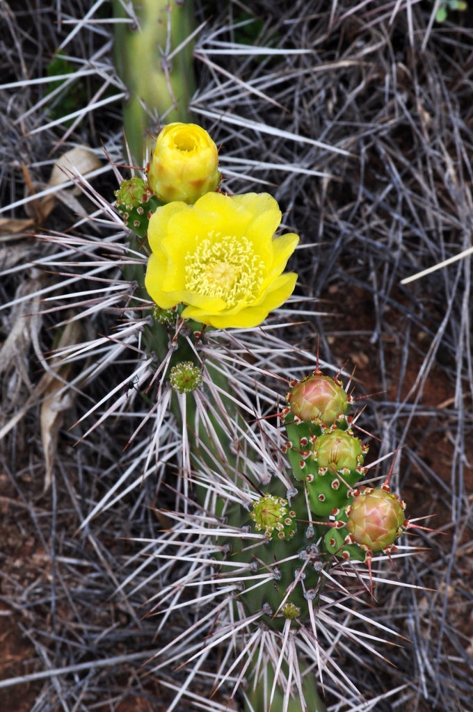Opuntia sulphurea from Wallumbilla QLD 4428, Australia on October 30 ...
