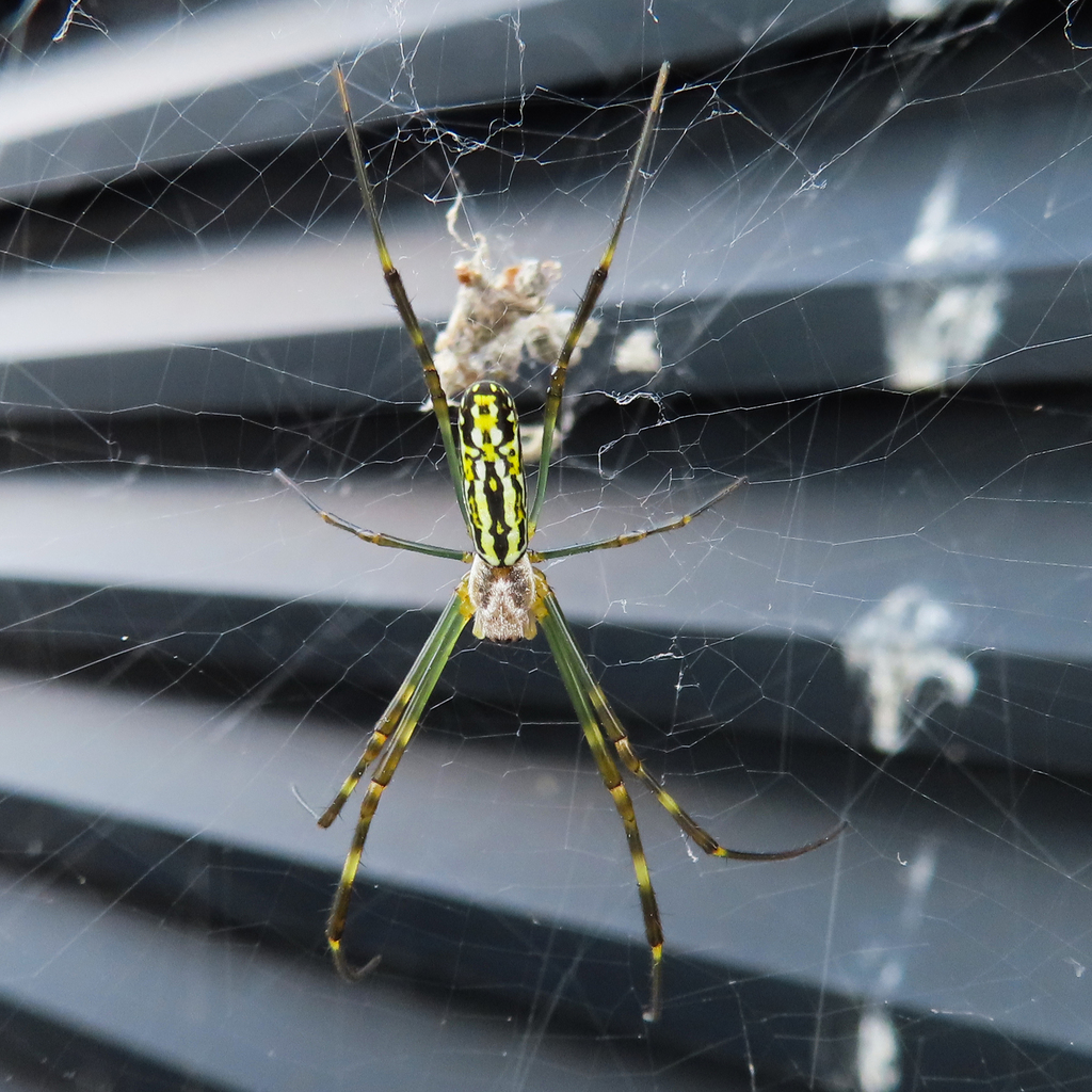Joro Spider from Район Аоба, Сендай, Мияги, Япония on August 24, 2022 ...