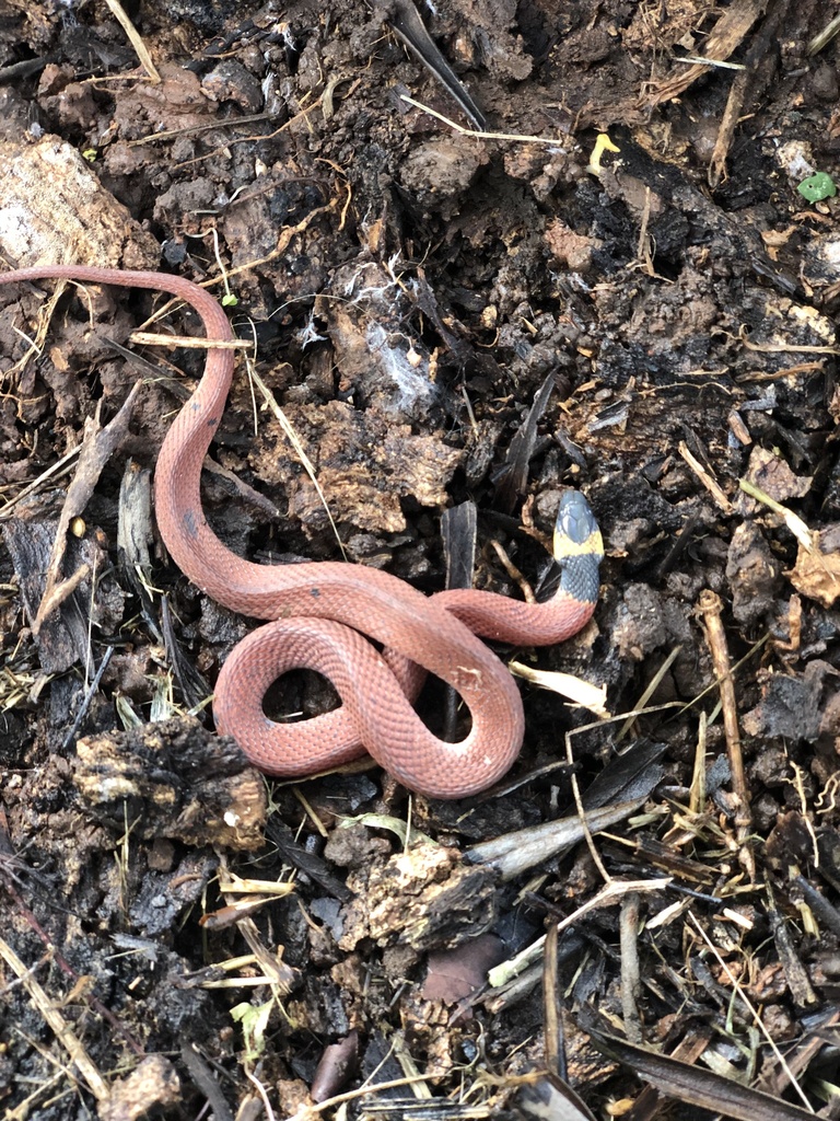 Red Coffee Snake from Zentla, VER, MX on September 10, 2022 at 06:54 PM ...