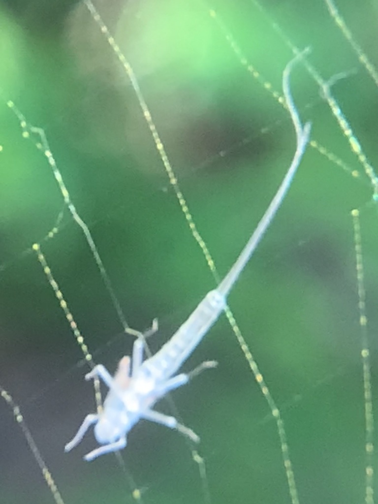 Mayflies from SH-332, Lake Jackson, TX, US on September 13, 2022 at 05: ...
