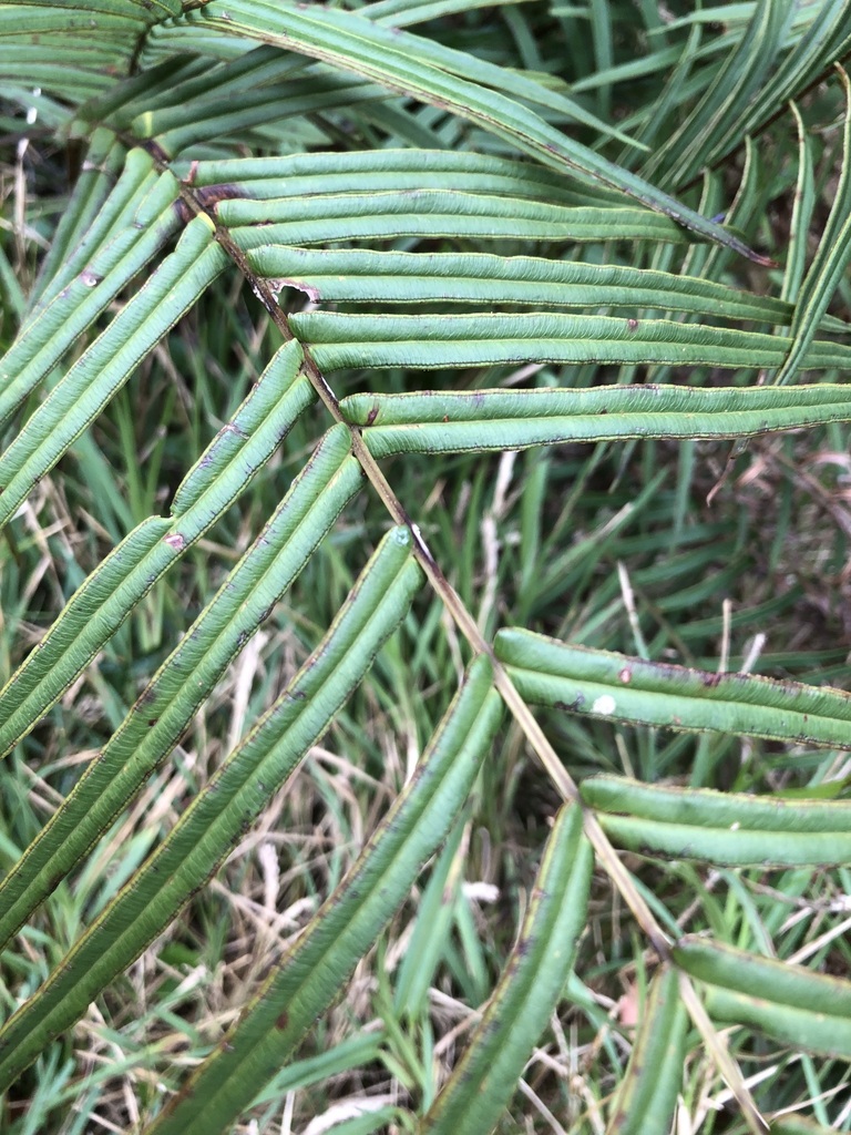 ladder fern from Valley Heights, NSW, Australia on June 19, 2022 at 10: ...