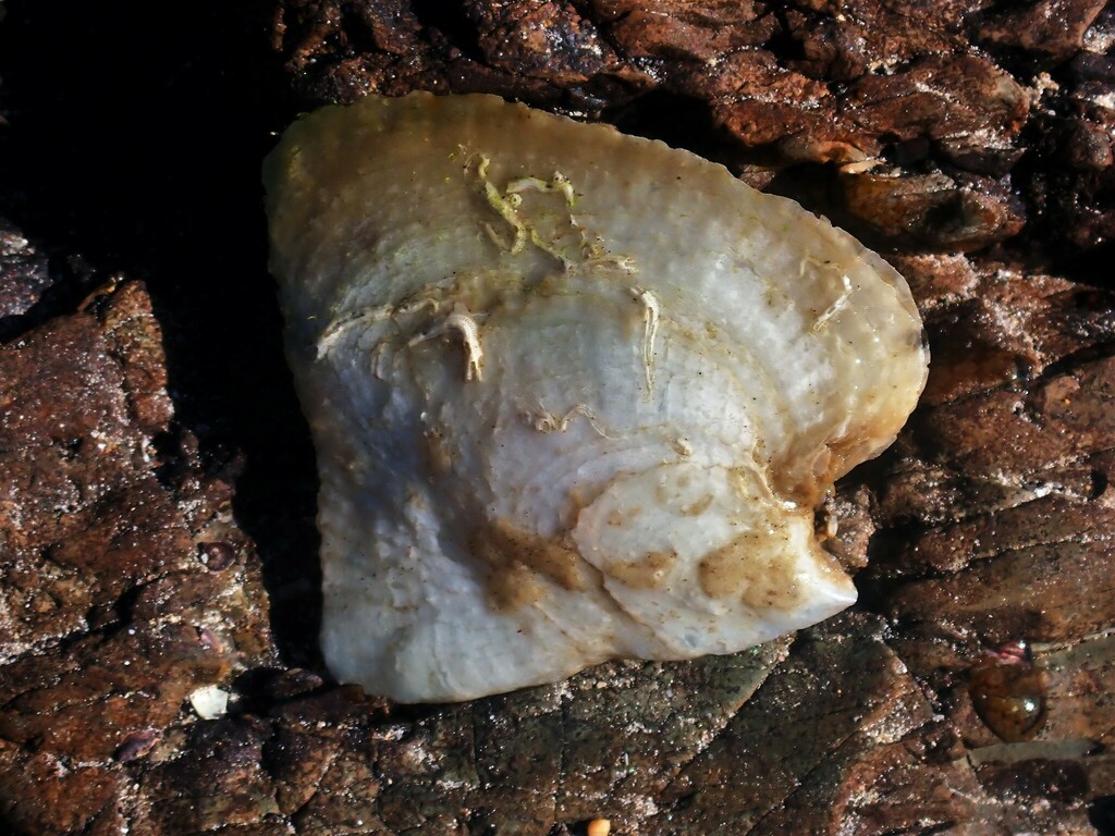 Pteriidae from Arrawarra NSW 2456, Australia on September 13, 2022 at ...