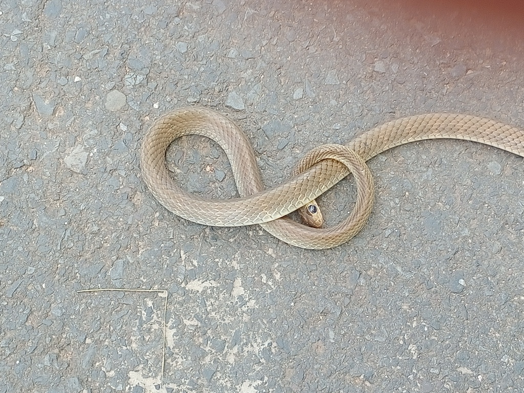 Indo-Chinese Rat Snake in September 2022 by Rob C. H. M. Oudejans ...