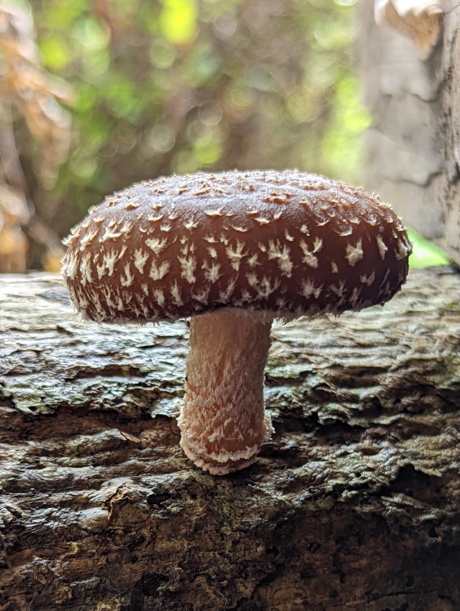 Lentinula edodes (Berk.) Pegler