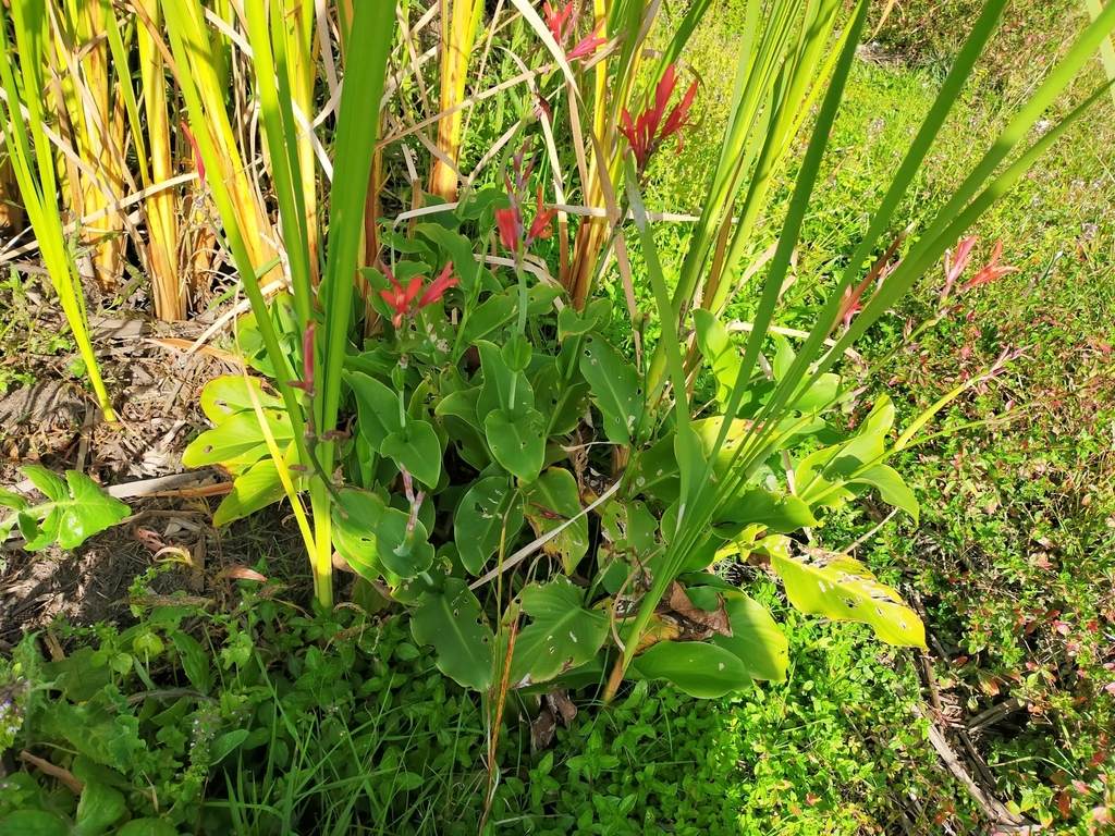 Indian shot from Yamba NSW 2464, Australia on September 14, 2022 at 02: ...