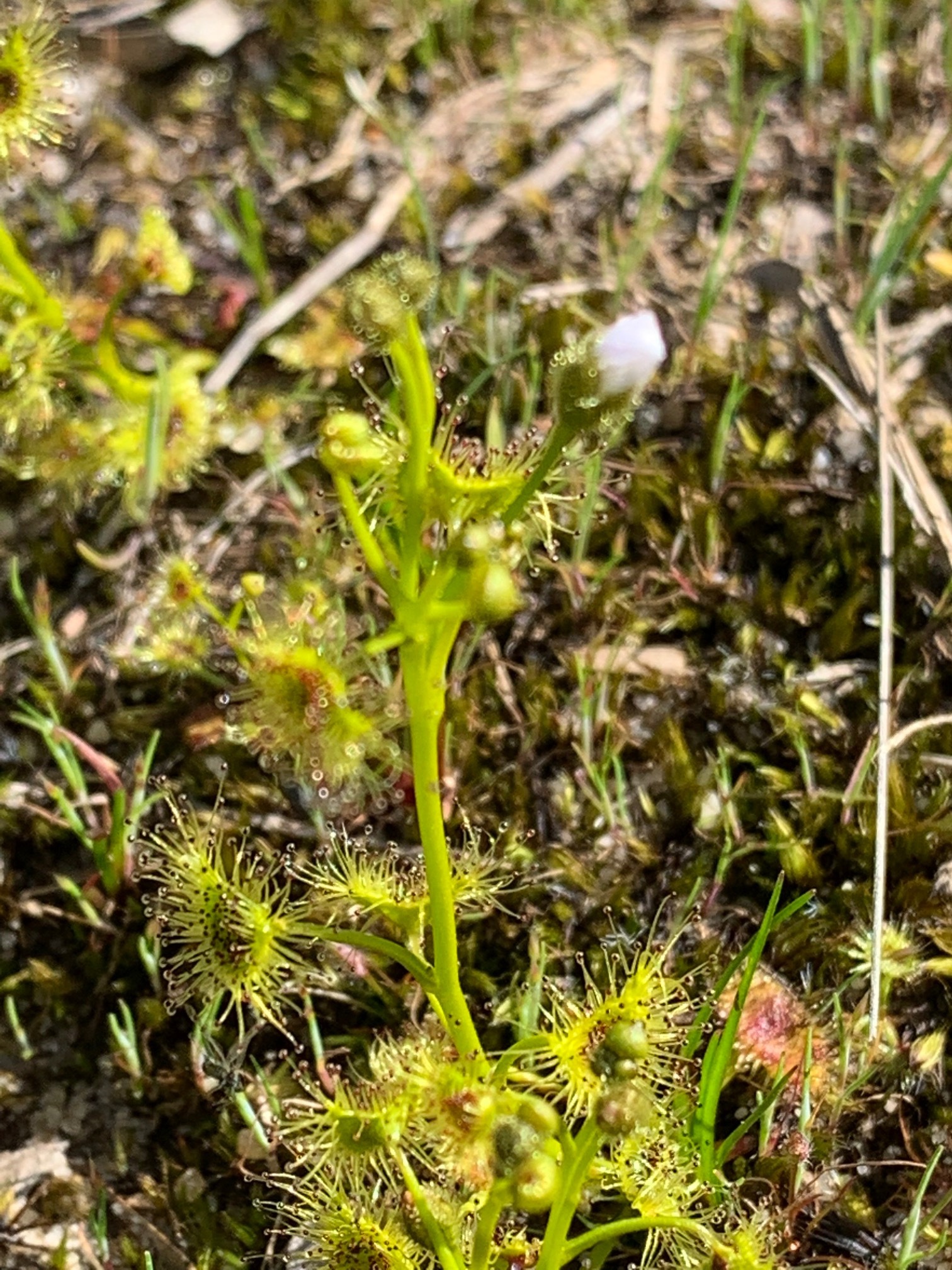 Drosera hookeri R.P.Gibson, B.J.Conn & Conran