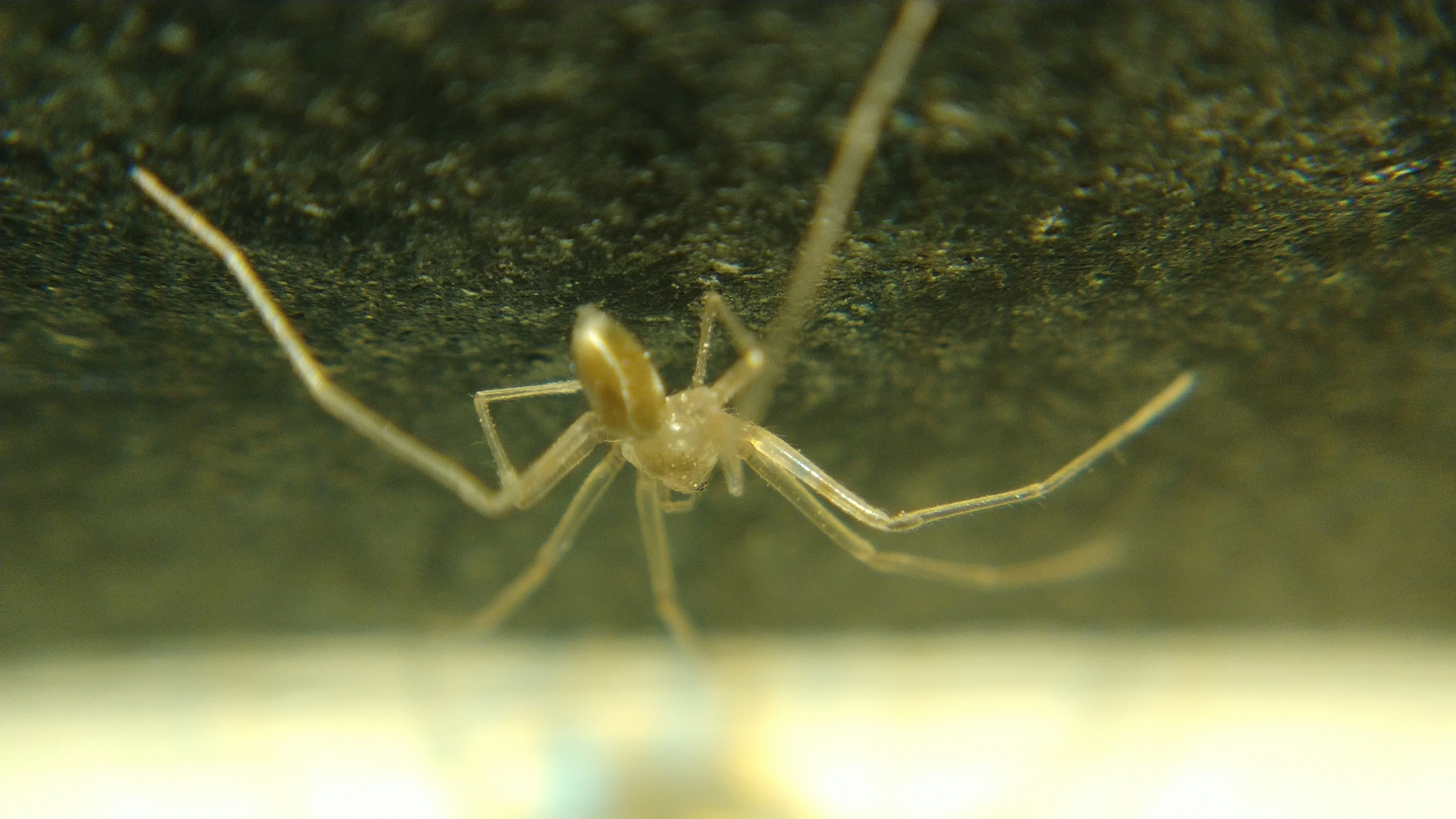 Cithaeron O.P.-Cambridge, 1872