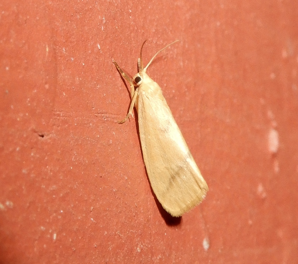 Notata parva from Udumbanchola, Idukki, KL, IN on September 11, 2022 at ...