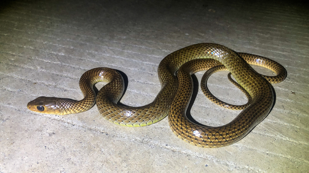 Indo-Chinese Rat Snake in June 2022 by guliwu_island · iNaturalist