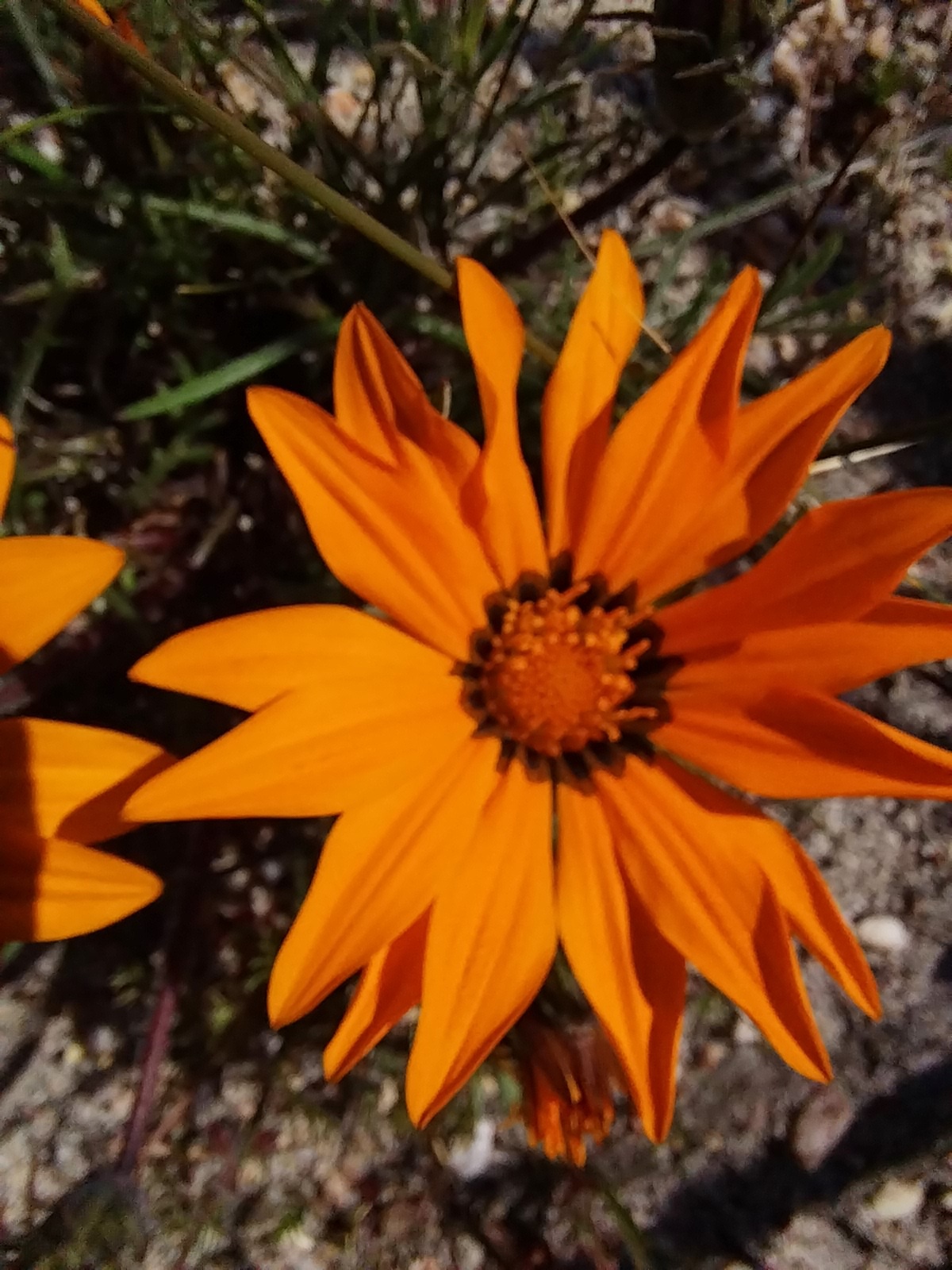 Gazania pectinata (Thunb.) Hartw.