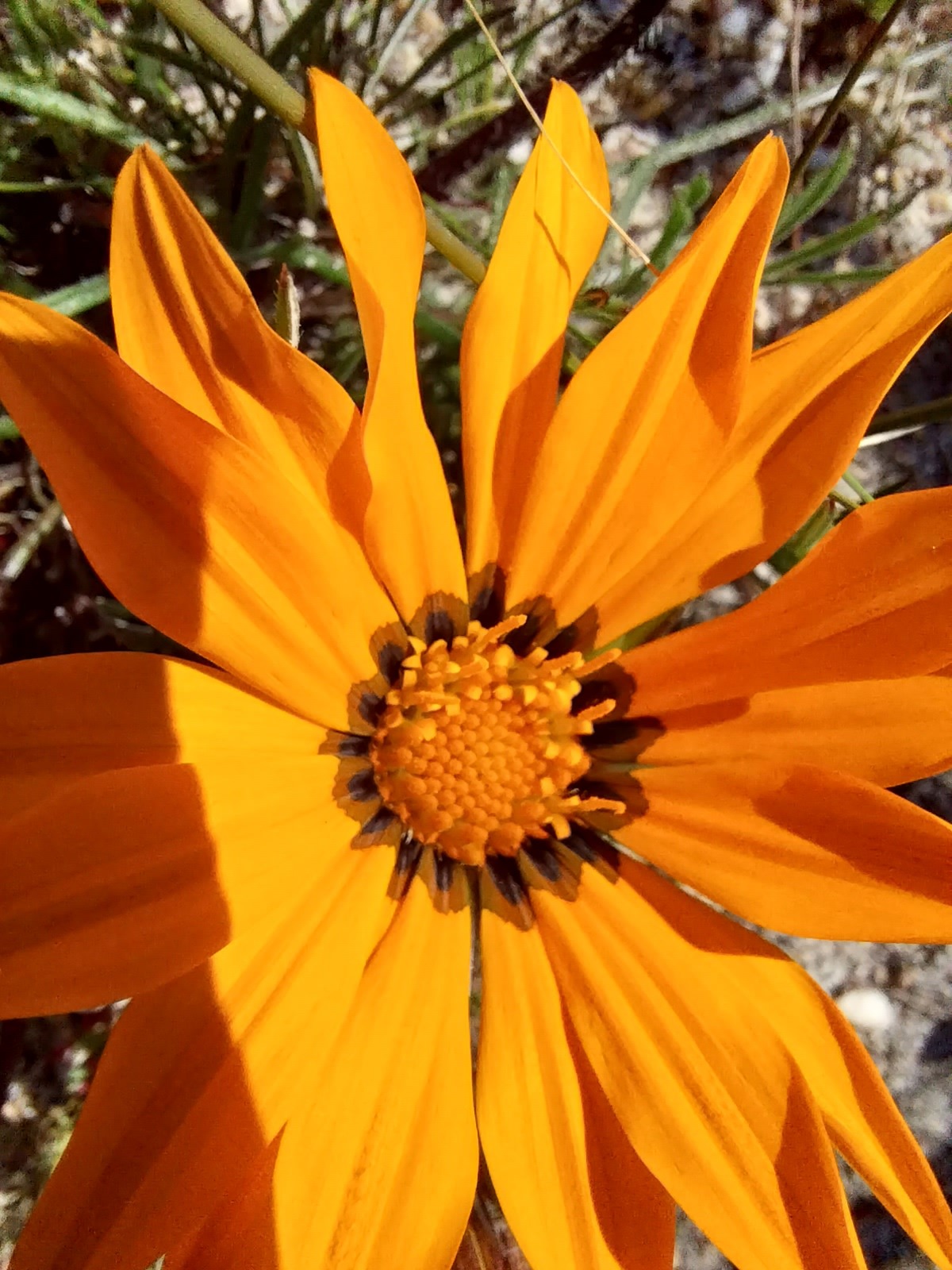 Gazania pectinata (Thunb.) Hartw.