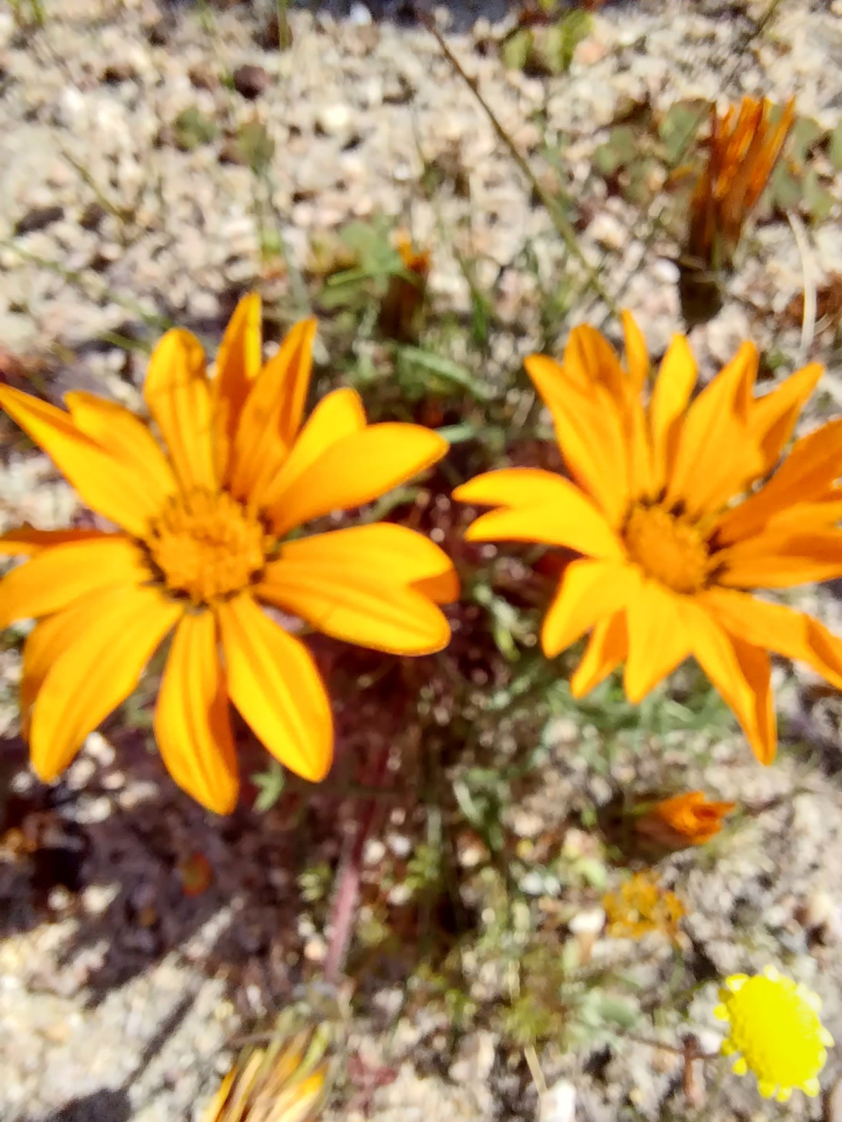 Gazania pectinata (Thunb.) Hartw.
