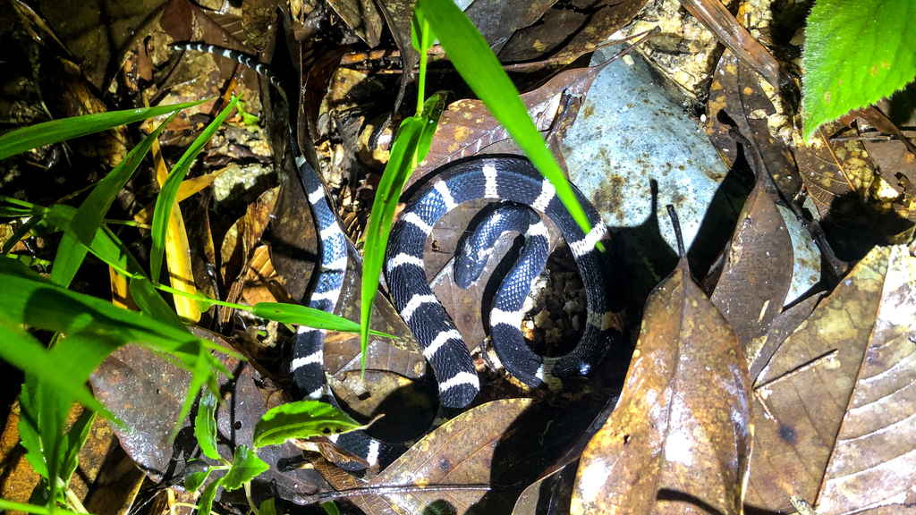 Many-banded Krait from 中国惠州市龙门县南昆山 邮政编码: 516876 on June 9, 2022 at 09: ...